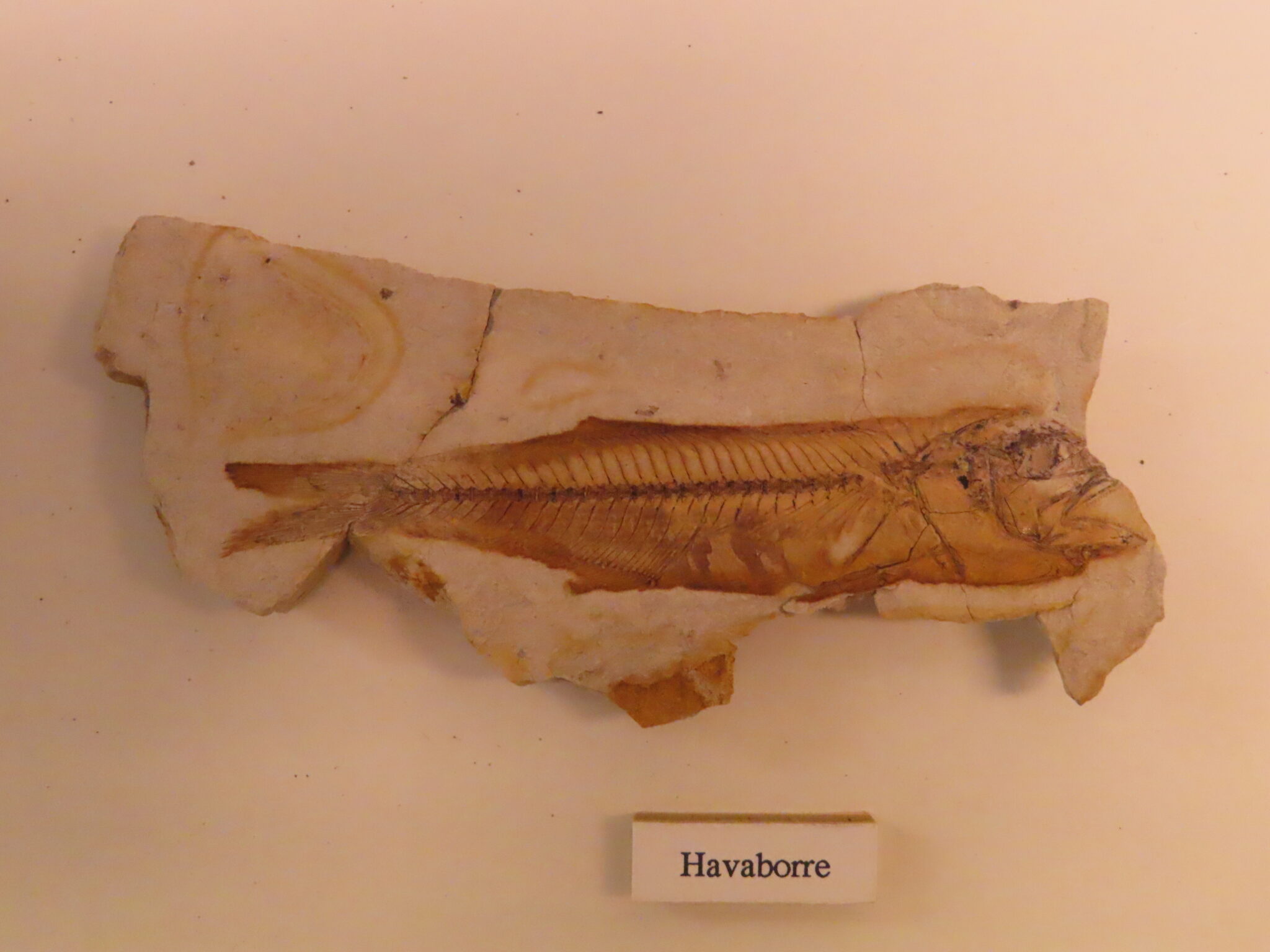 Bestiarium | Fantastisches aus Biologie, Paläontologie und Natur