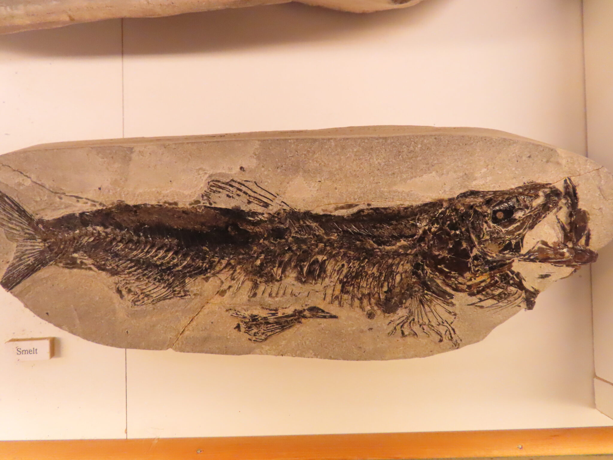 Bestiarium | Fantastisches aus Biologie, Paläontologie und Natur